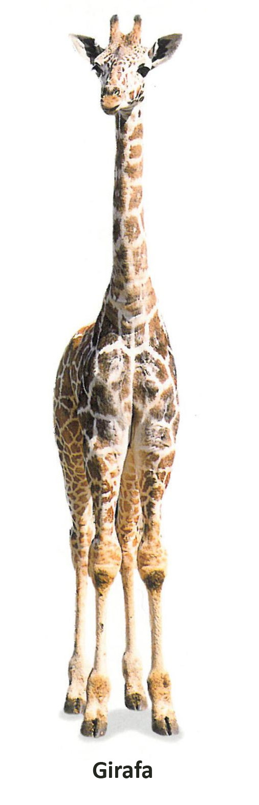 Carti cu obiecte - Resurse multimedia – terapie in autism